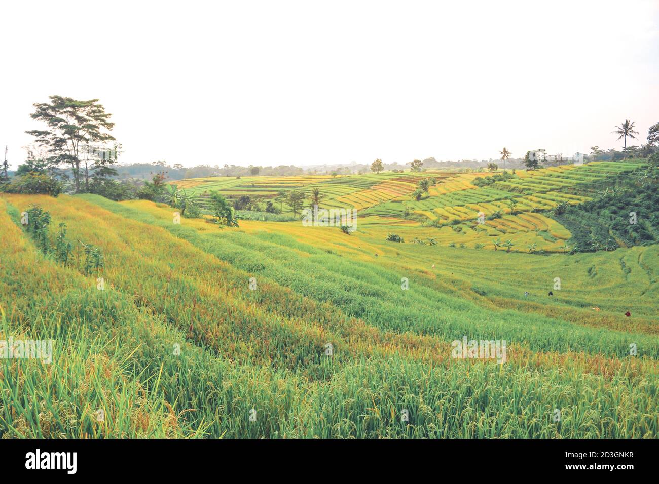 Beautiful terraced rice field in harvest season in Tawangmangu ...