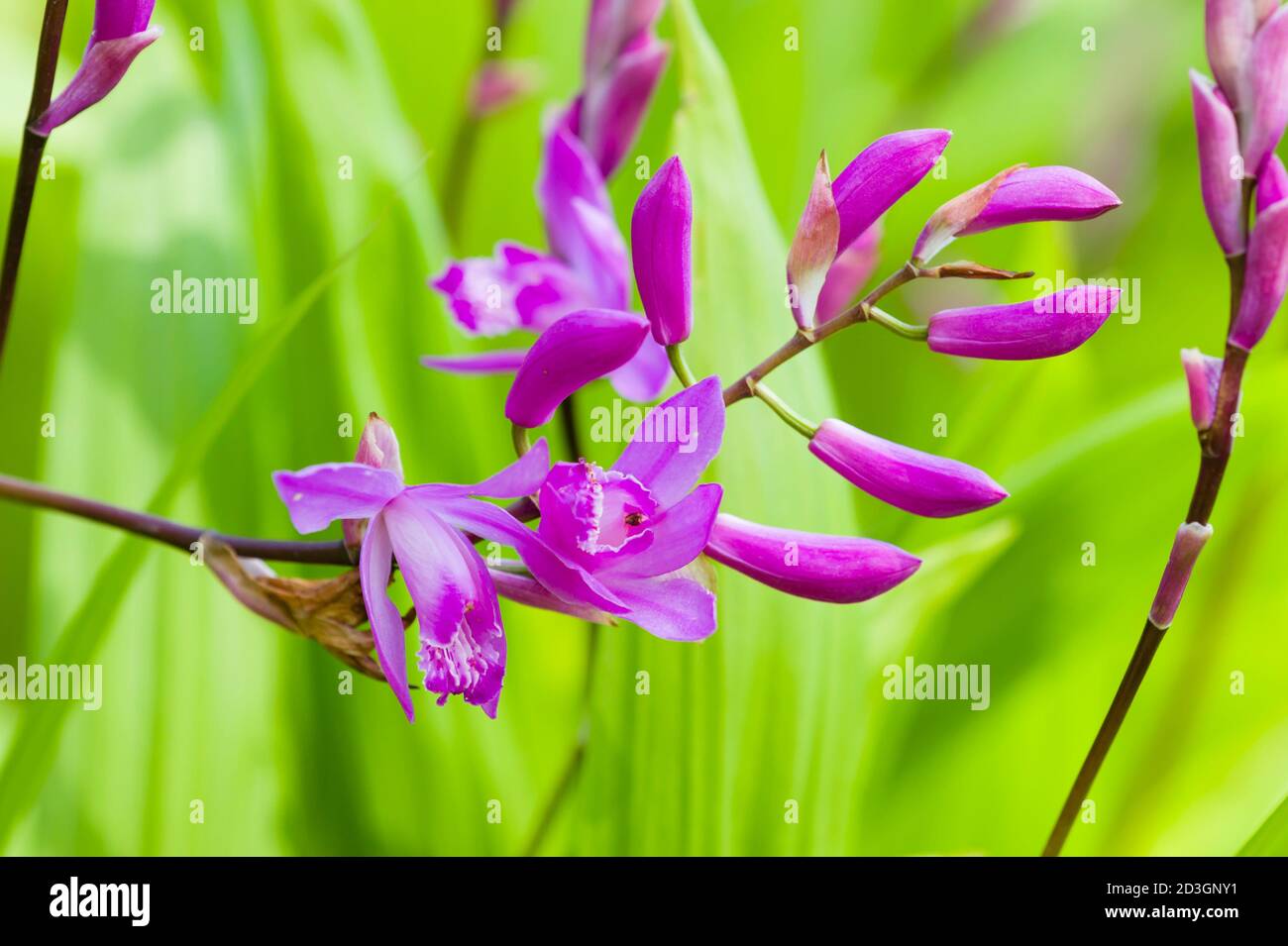 Colorful orchid flowers in full bloom in Spring Stock Photo - Alamy