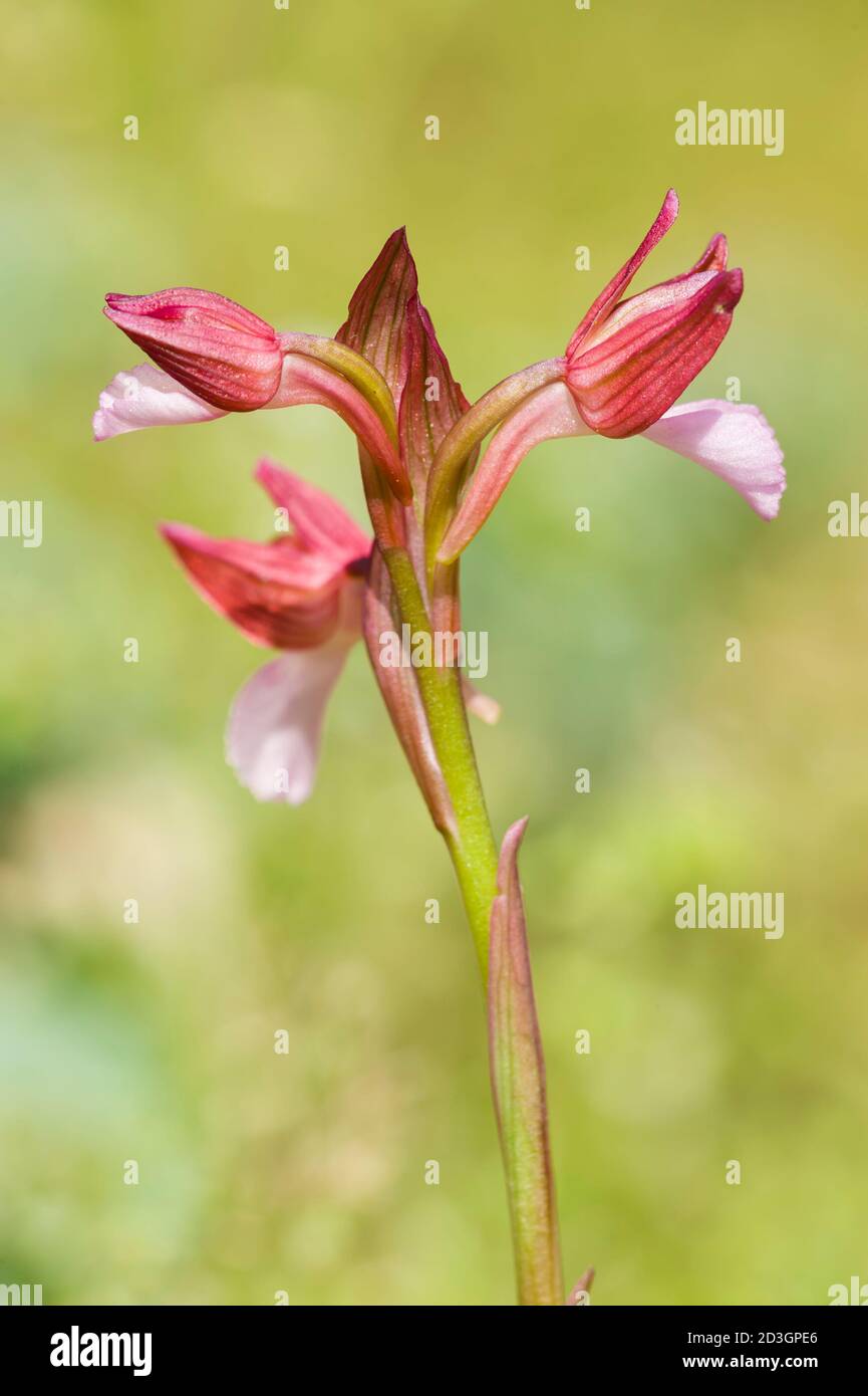 Colorful orchid flowers in full bloom in Spring Stock Photo - Alamy