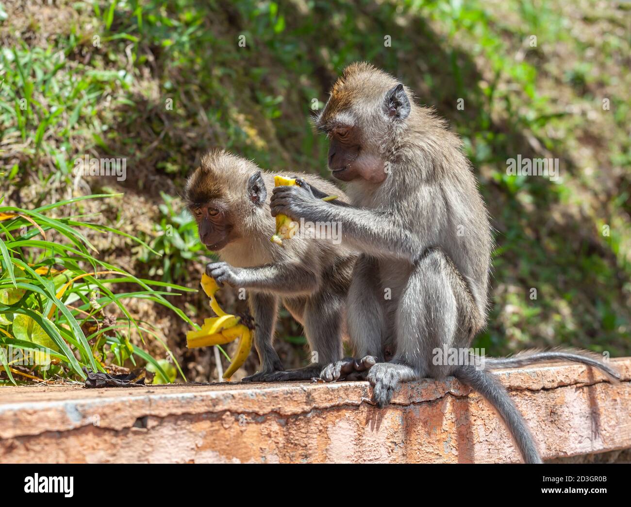 Selective focus shot of long-tailed macaques eating a banana Stock ...