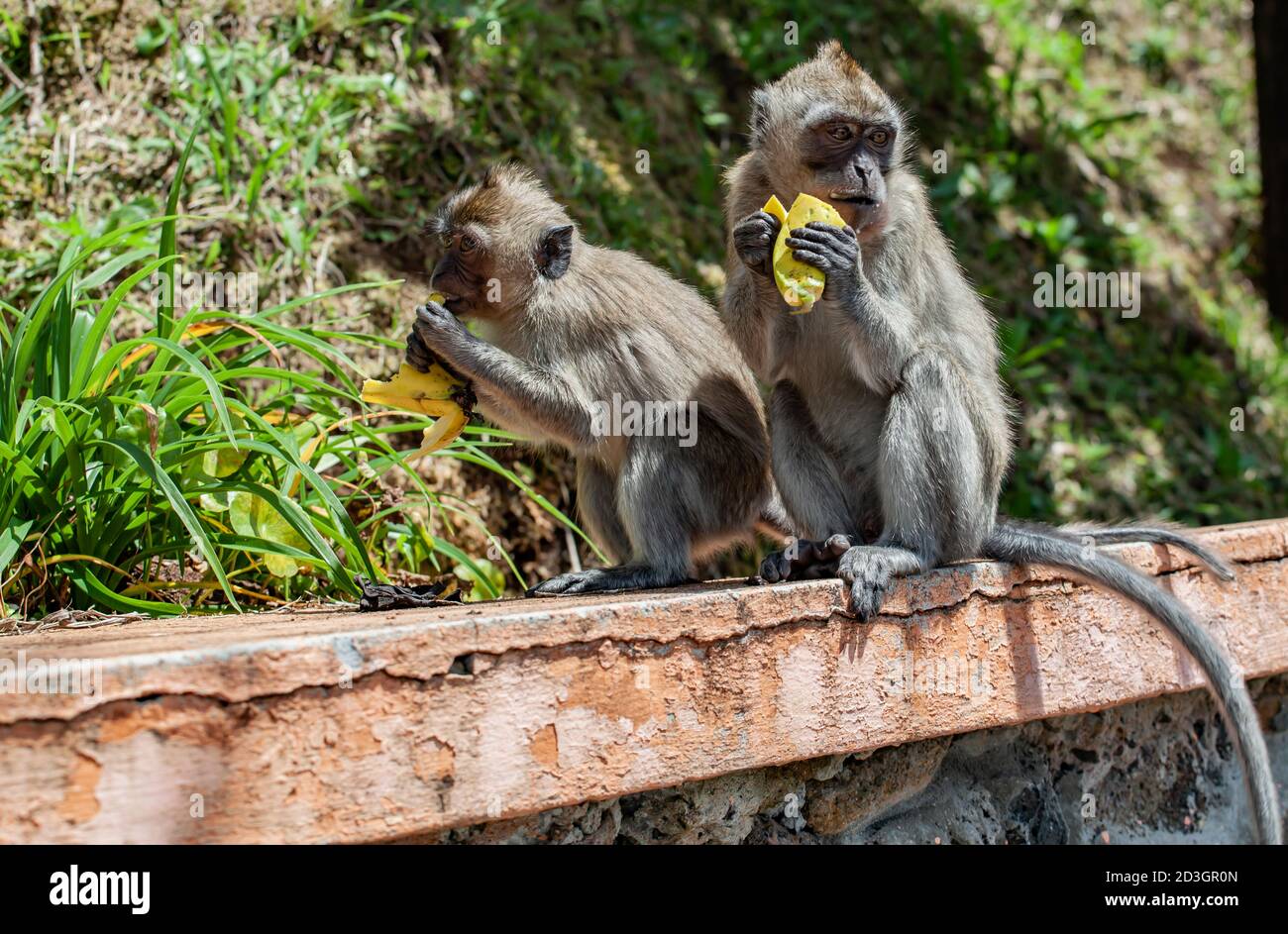 Cute Long-Tailed Macaque eating fruits in Mauritius Stock Photo - Alamy