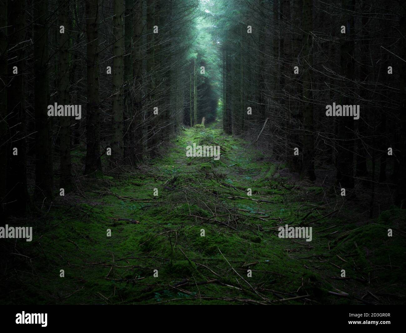 Dark forest trees hi-res stock photography and images - Alamy