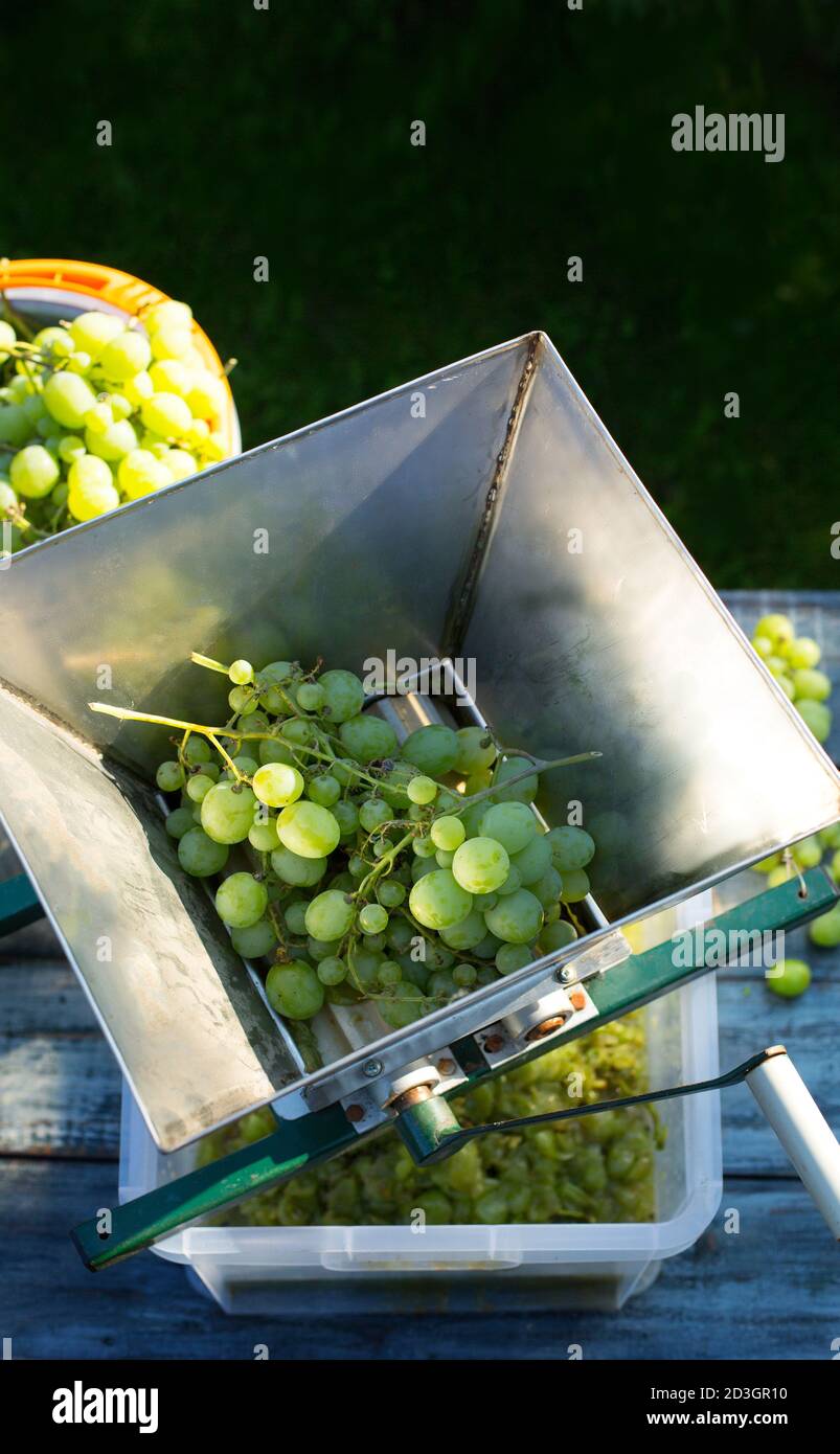 homemade winemaking; grape crusher and white grape Stock Photo - Alamy