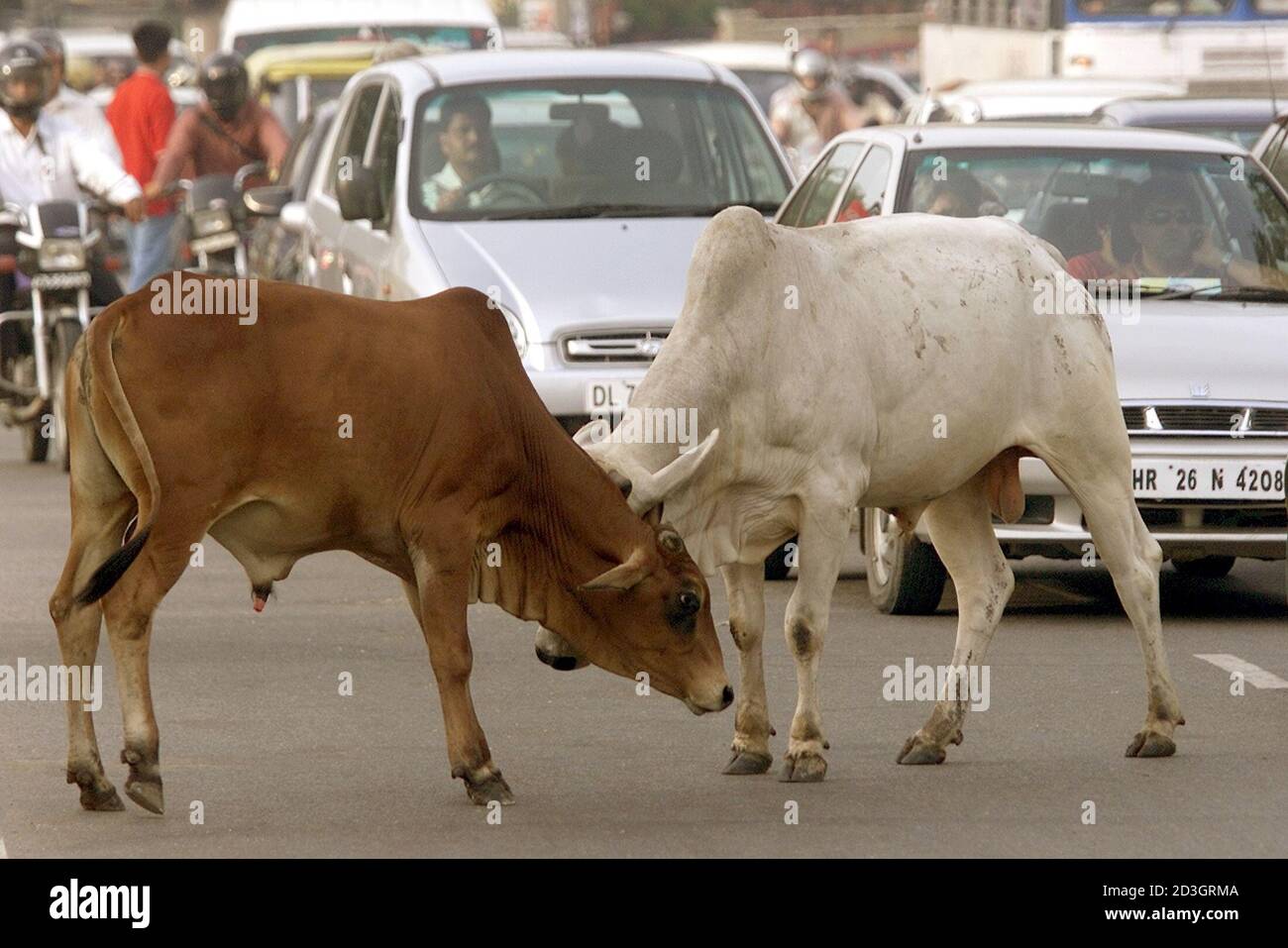 Indian bulls hi-res stock photography and images - Alamy