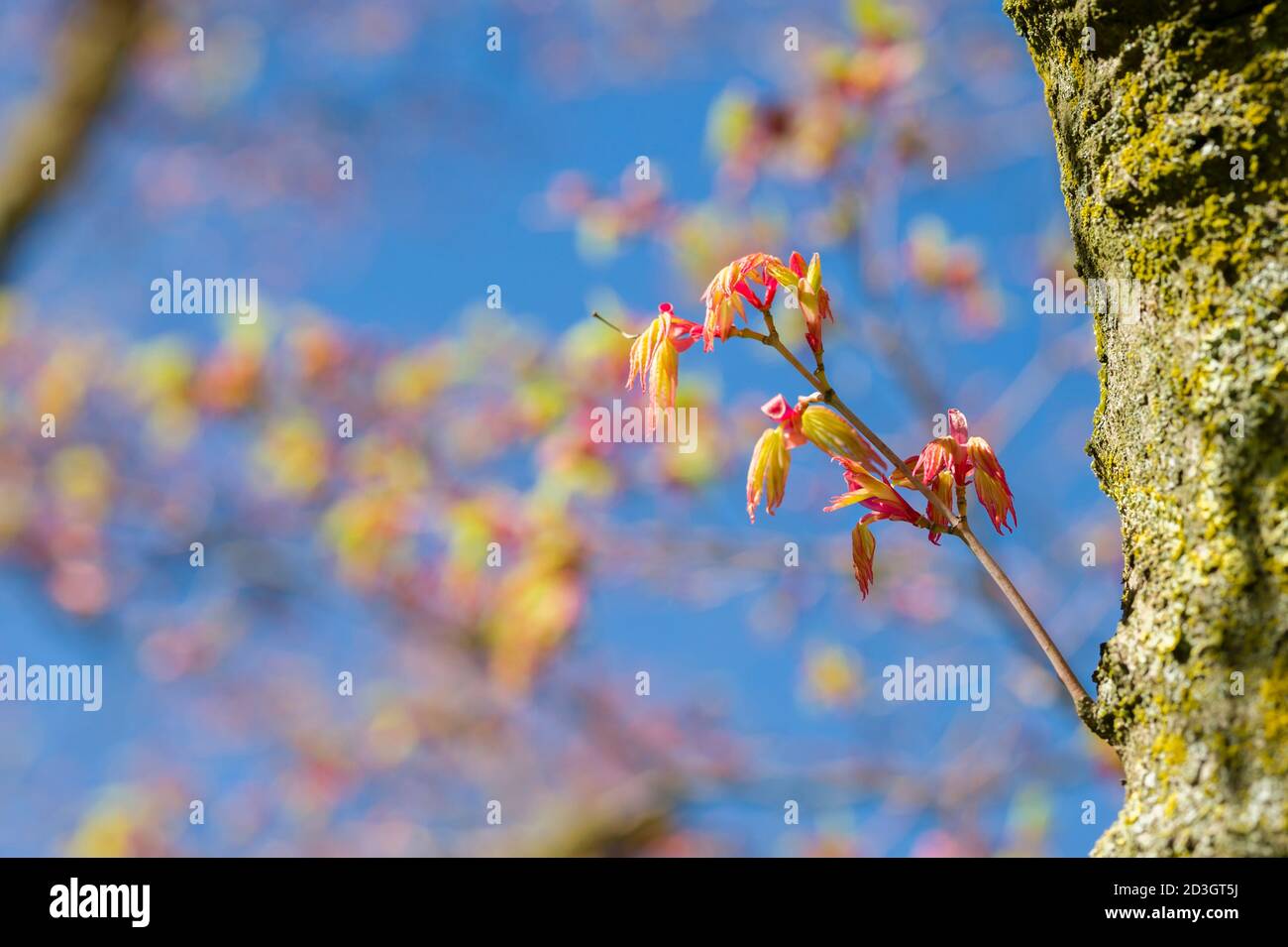 Maple tree branch with fresh green and yellow leaf buds Stock Photo - Alamy