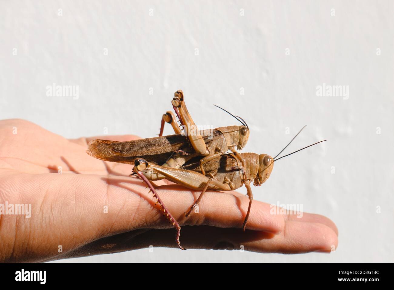 Mating of Grasshoppers - Grasshopper breeds sexually, namely the ...