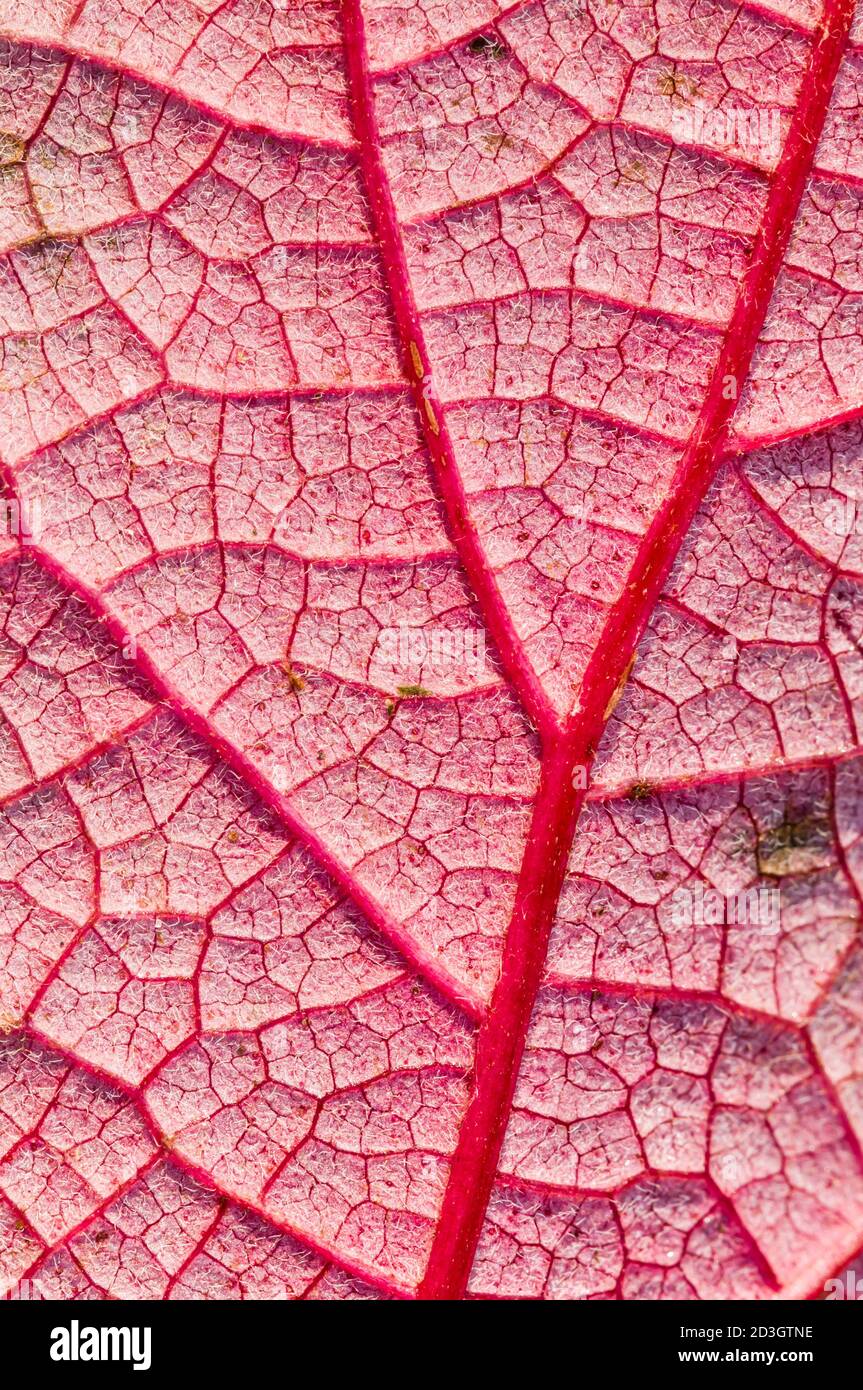 Red hydrangea quercifolia hi-res stock photography and images - Alamy