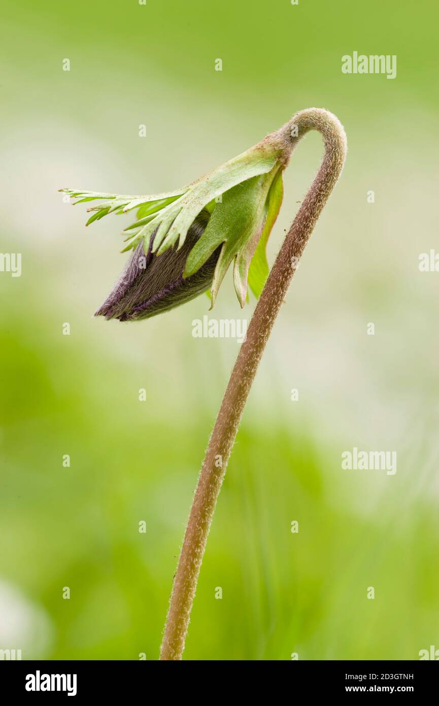 Bud ready to open hi-res stock photography and images - Alamy