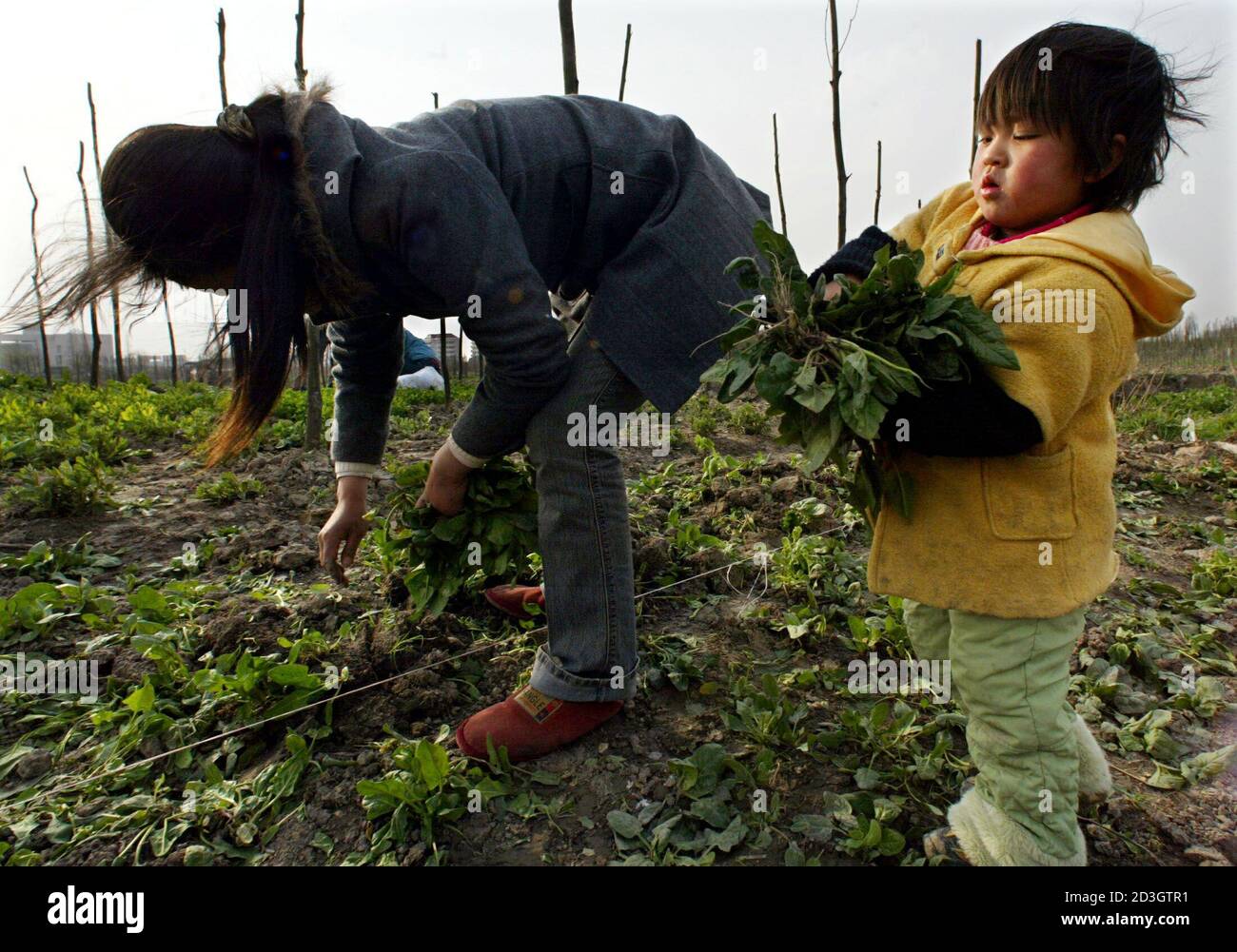 Problems for farmers hi-res stock photography and images - Alamy