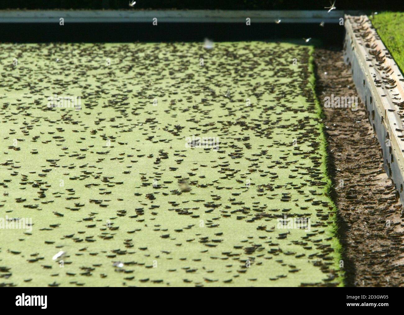 Insects of the pacific northwest hi-res stock photography and images ...