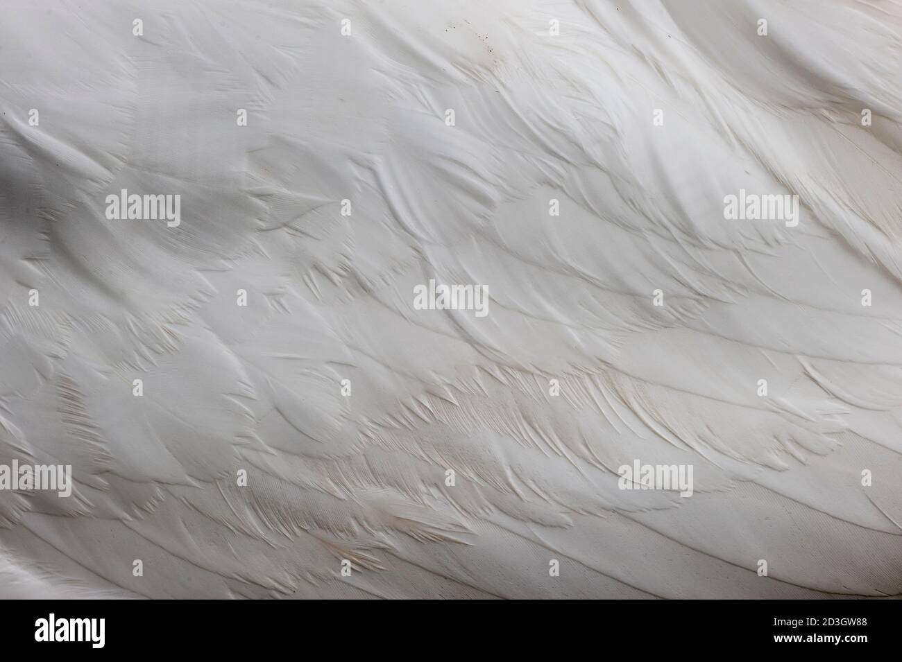 Swan wing detail of feathers and plumes Stock Photo - Alamy
