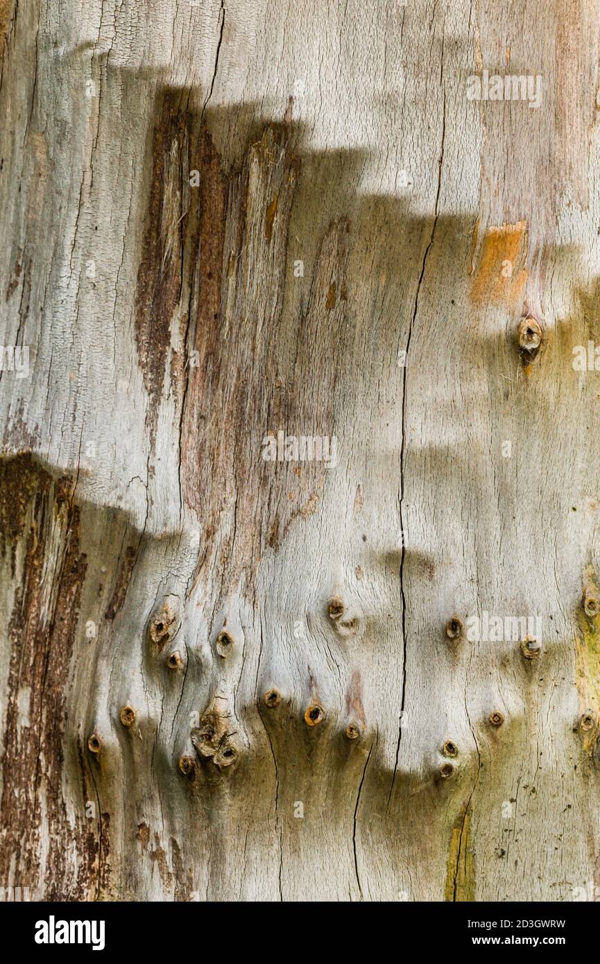 Detail of bark in cupressus tree, Cypress Stock Photo - Alamy