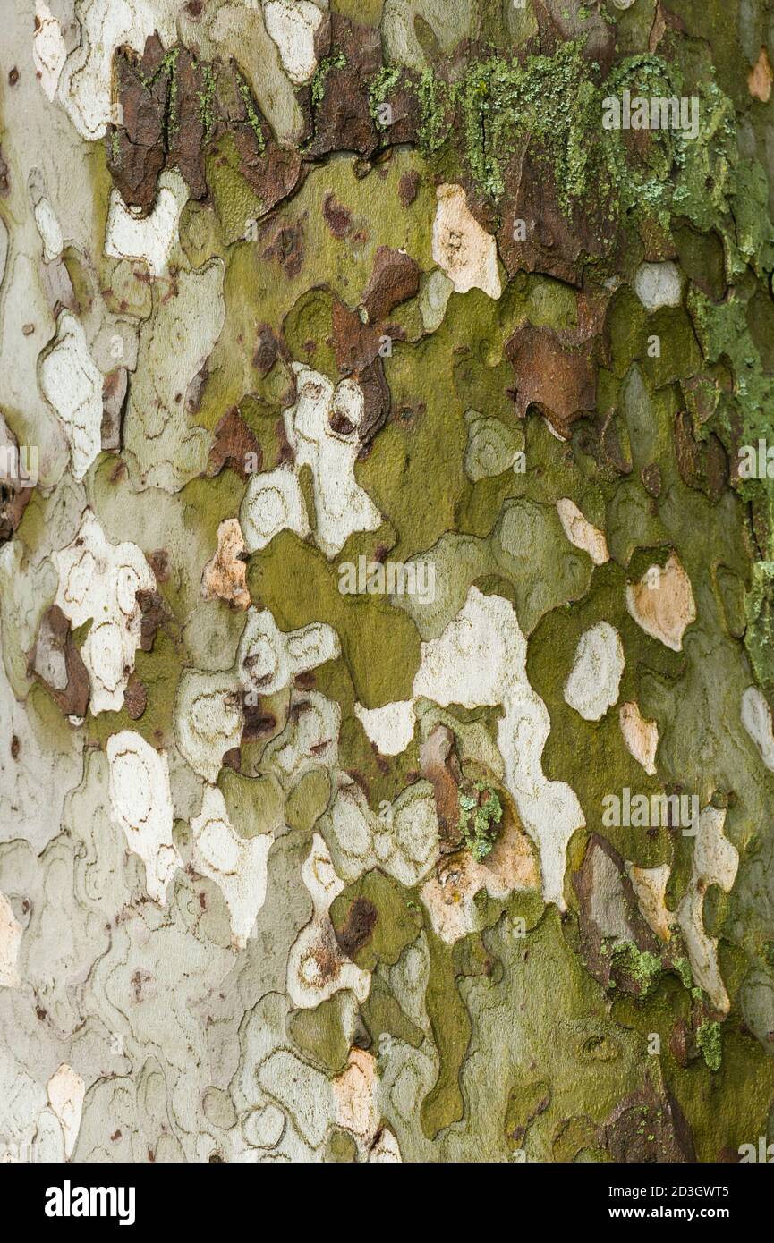 Detail of bark in plane tree, Platanus acerifolia Stock Photo - Alamy