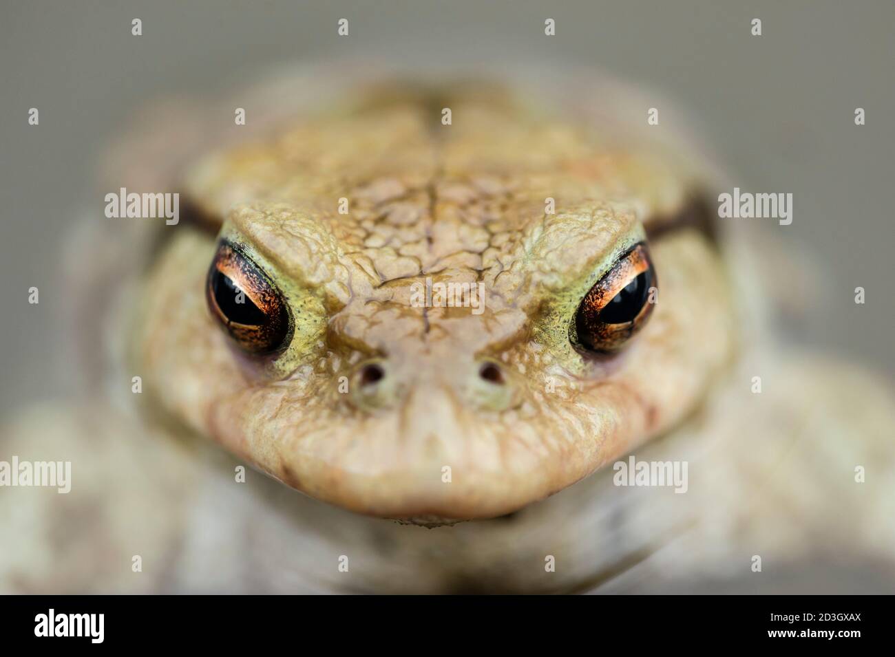 Toad floating in pond water, Bufo Stock Photo - Alamy