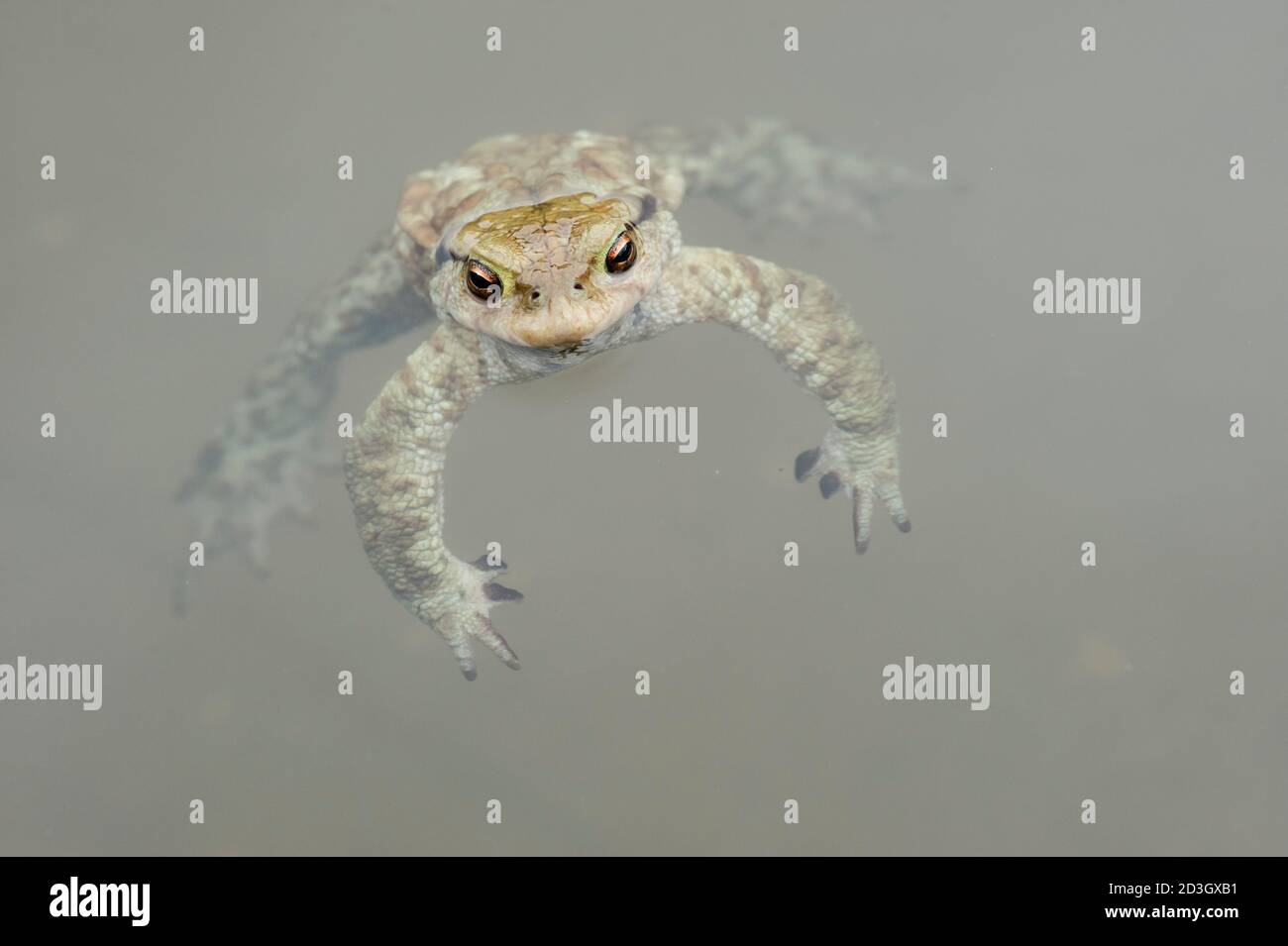 Toad floating in pond water, Bufo Stock Photo - Alamy