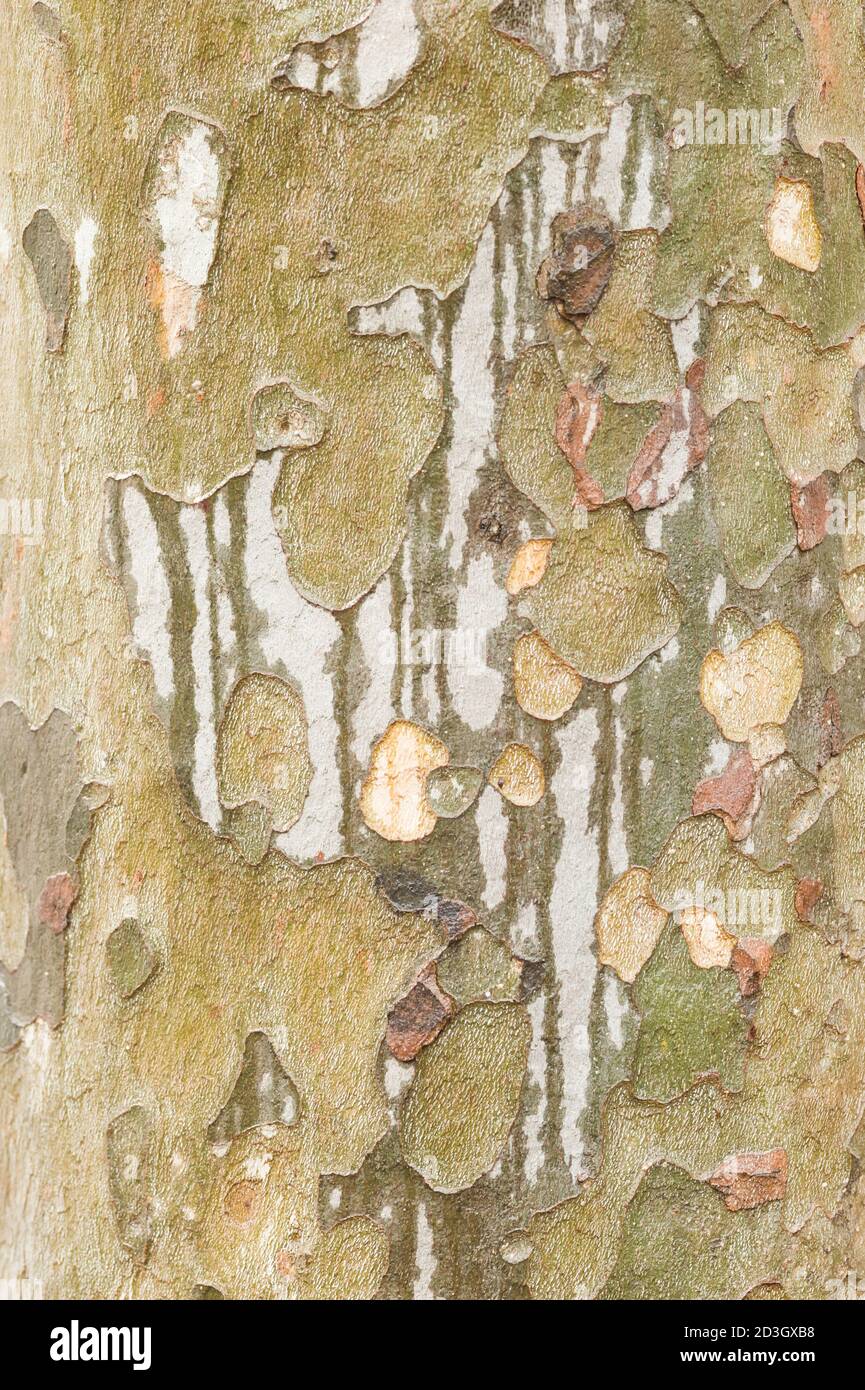 Detail of bark in plane tree, Platanus acerifolia Stock Photo - Alamy