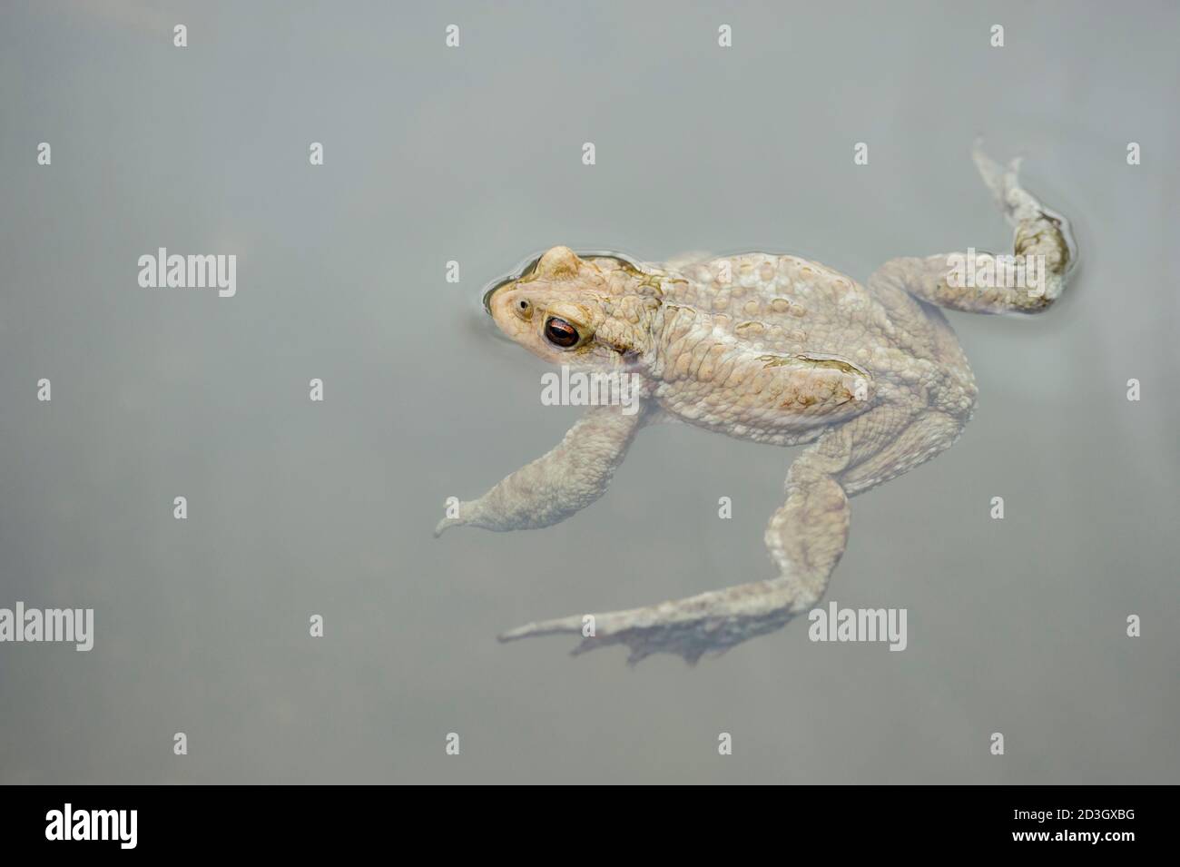 Toad floating in pond water, Bufo Stock Photo - Alamy