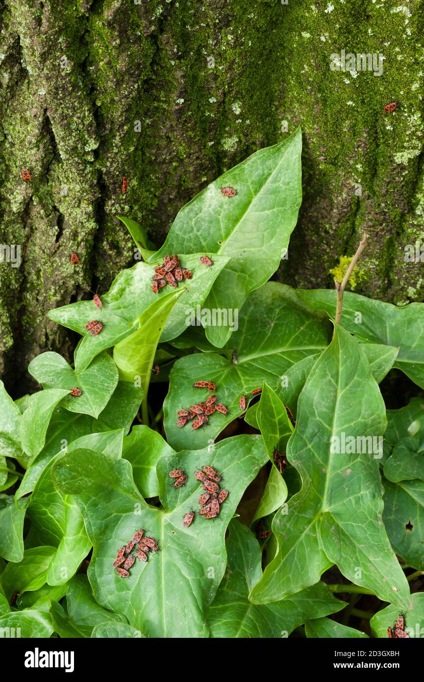 Black and red coleopteron insects on green plants Stock Photo - Alamy