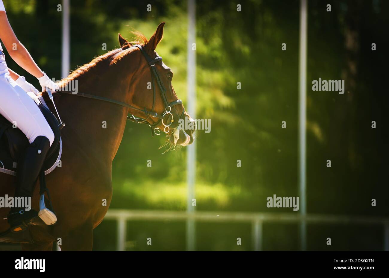 Equestrian sport hi-res stock photography and images - Alamy
