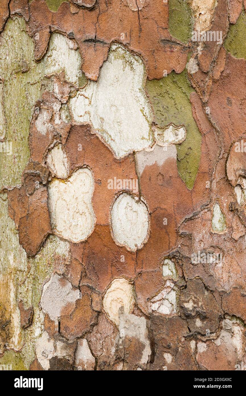 Detail of bark in plane tree, Platanus acerifolia Stock Photo - Alamy