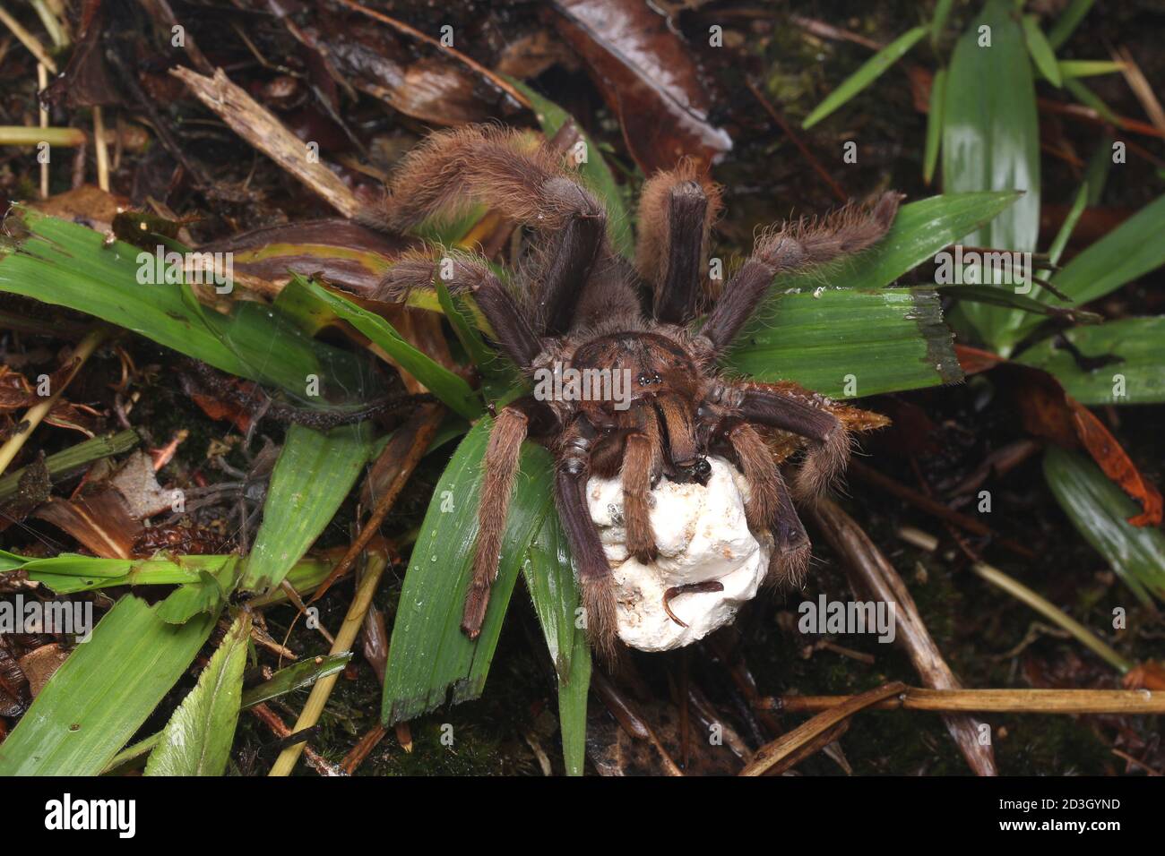 Curly Hair Tarantula Egg Sac