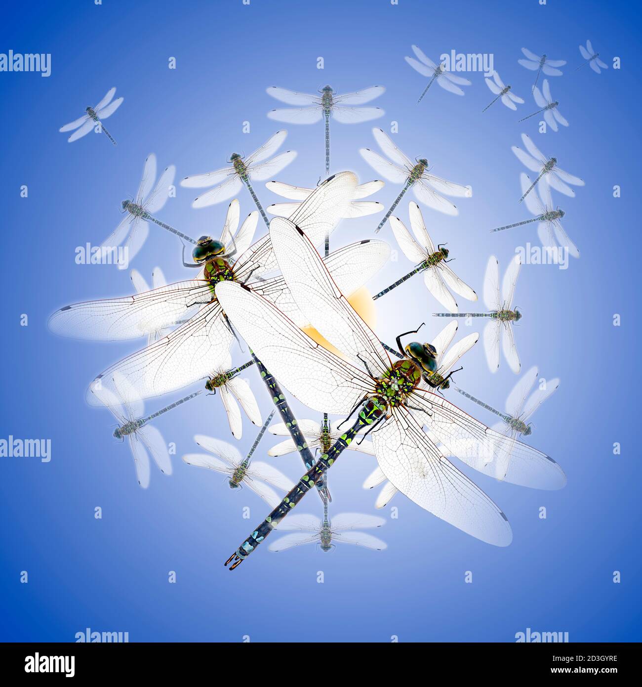 Flight insects hi-res stock photography and images - Alamy