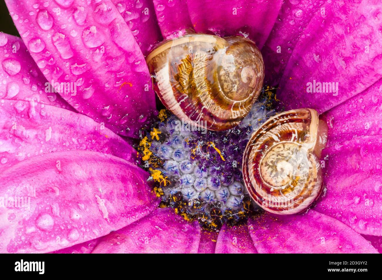 Purple flower with a snail hi-res stock photography and images - Alamy