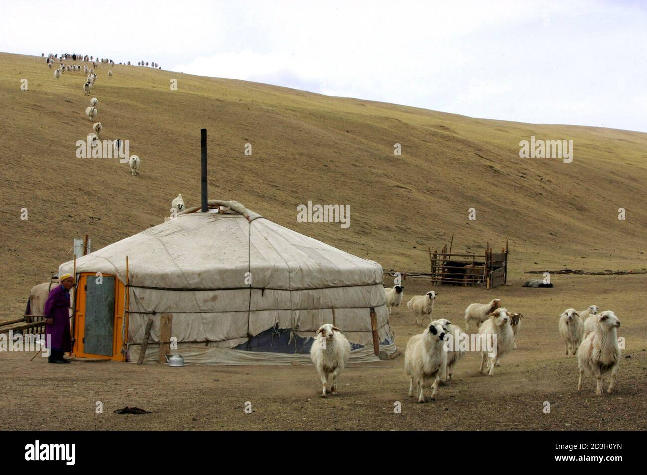 Cattle and sheep herders and ger hi-res stock photography and images ...