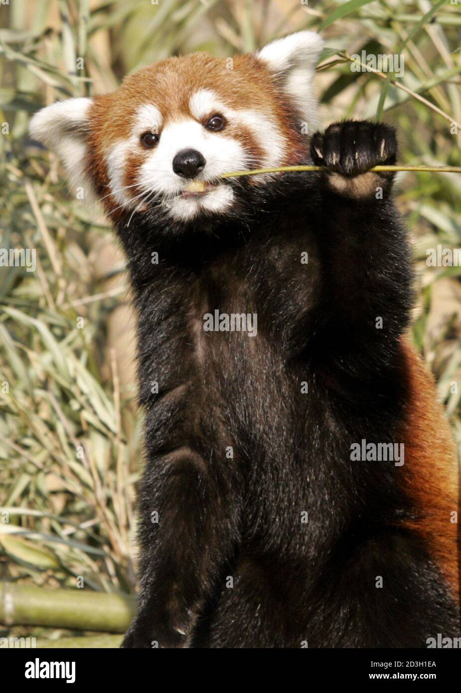 Threatened by deforestation hi-res stock photography and images - Alamy