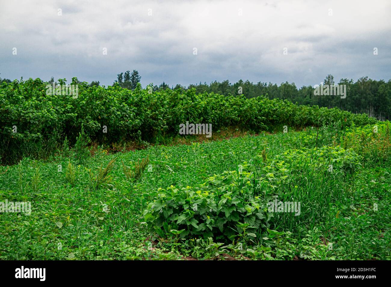 Row of bushes hi-res stock photography and images - Alamy