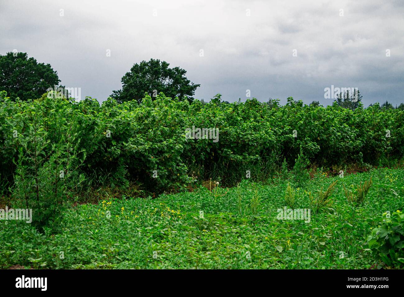 Row of bushes hi-res stock photography and images - Alamy