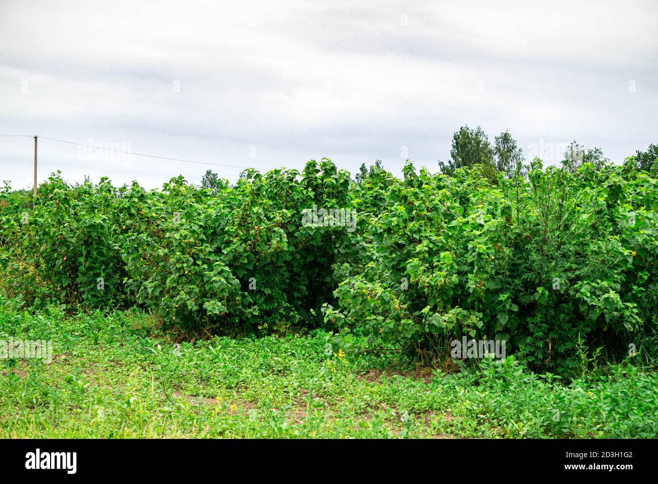 Row of bushes hi-res stock photography and images - Alamy