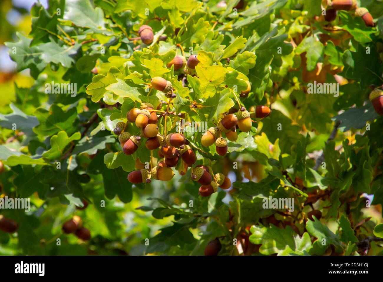 Branch oak tree hi-res stock photography and images - Alamy