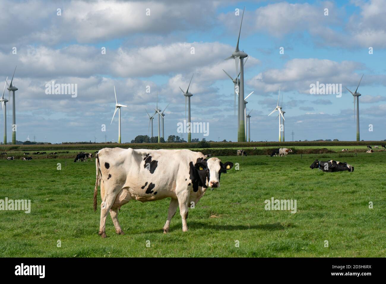 Germany cows wind turbine hi-res stock photography and images - Alamy