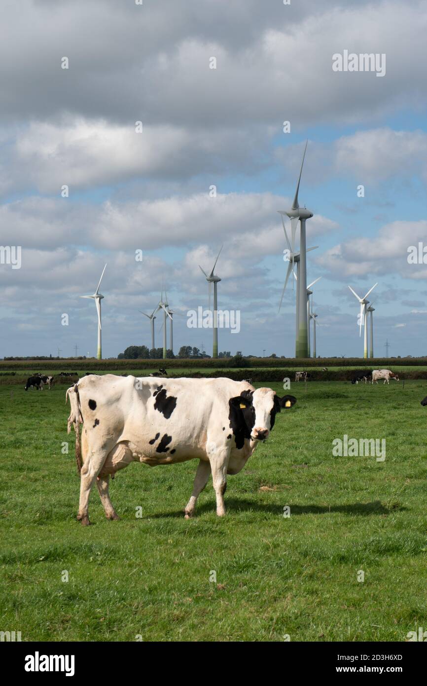 Field of cows in front of Wind Turbines. East Frisia. Germany Stock ...