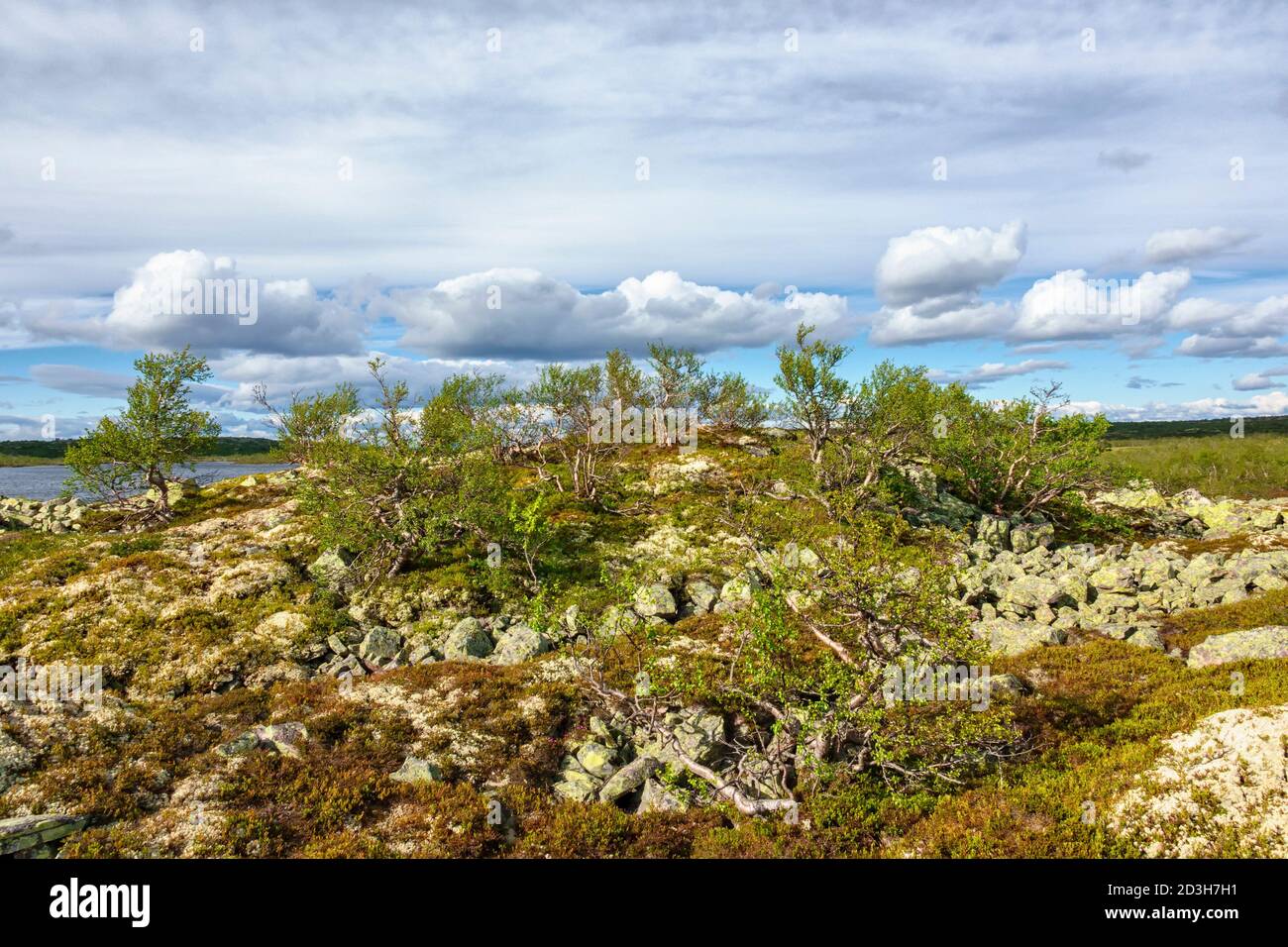 Moor birch tree on a hill in the wilderness Stock Photo - Alamy