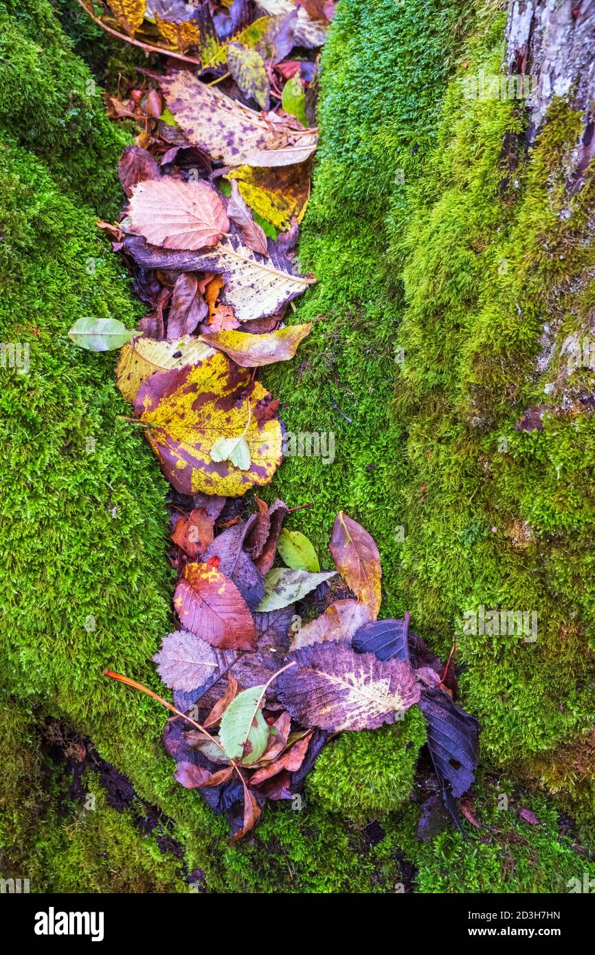 Autumn leaves lying in green moss in a crevice Stock Photo - Alamy