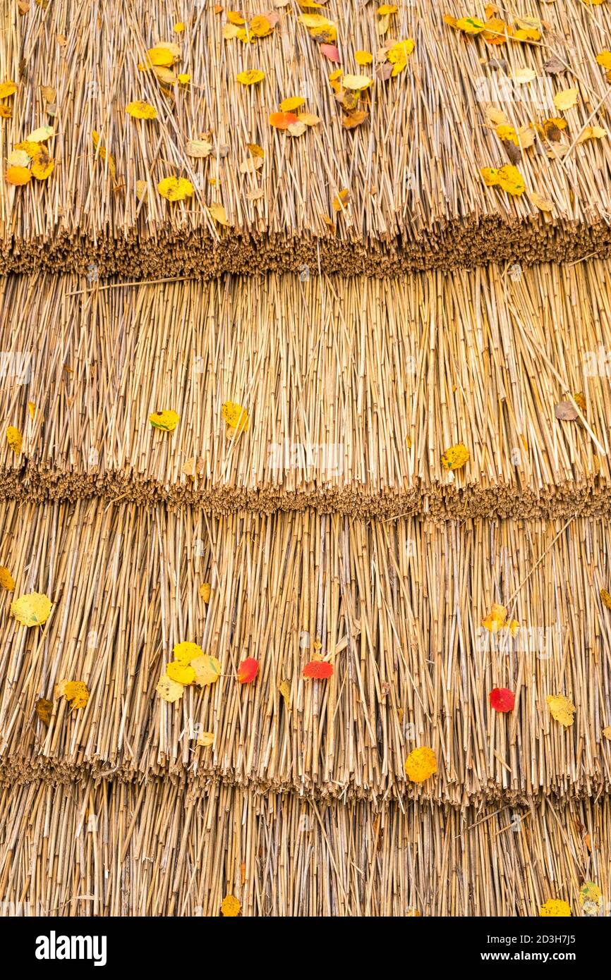 Reed thatch on a roof hi-res stock photography and images - Alamy