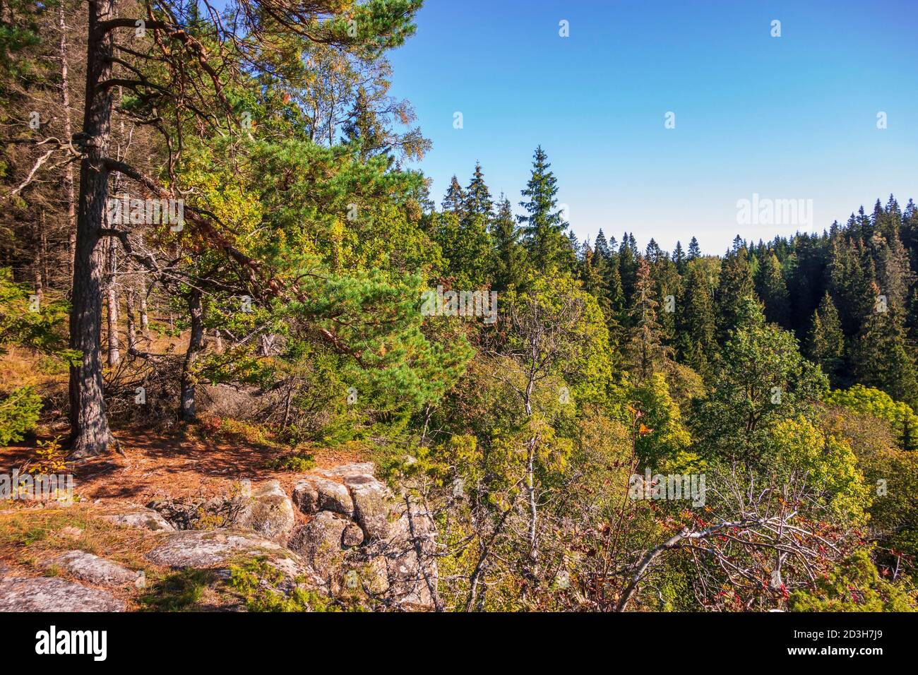 Boreal Coniferous Forest High Resolution Stock Photography and Images ...