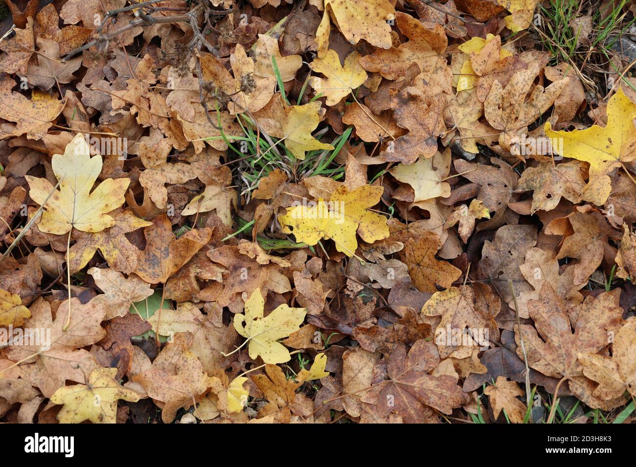 Yellow leaves on the ground in the forest Stock Photo - Alamy