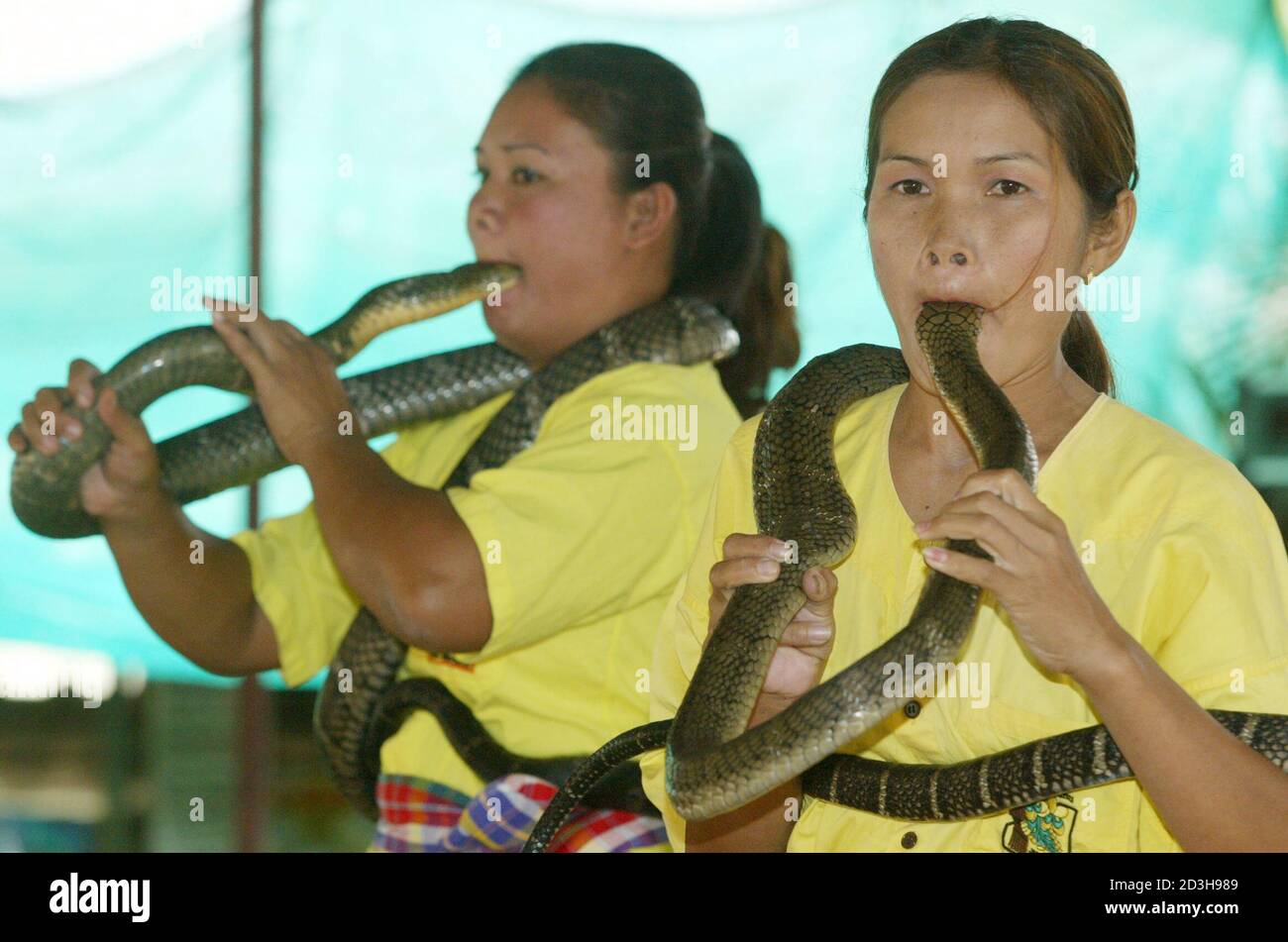 Two cobras hi-res stock photography and images - Alamy