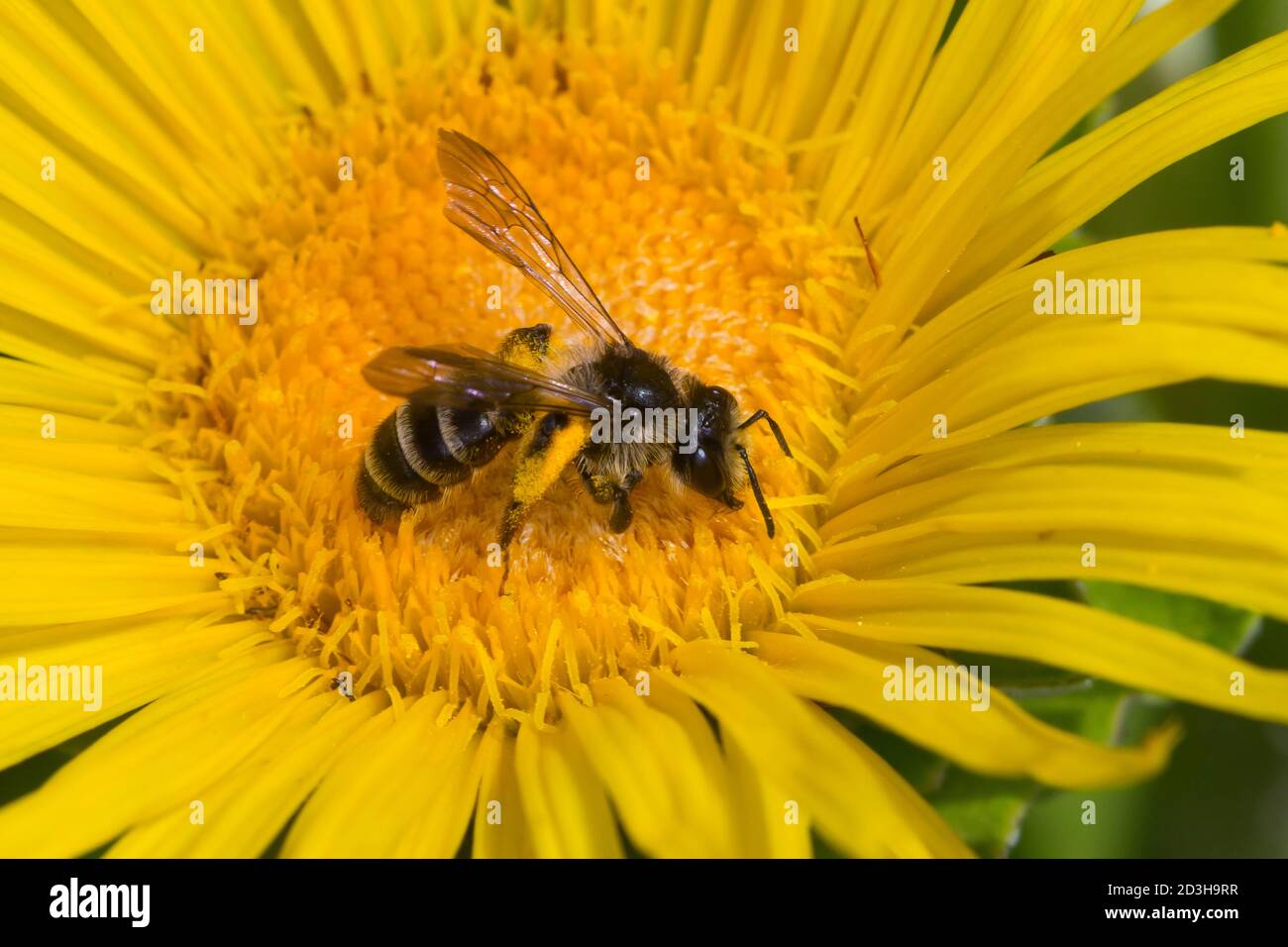 Grey bee hi-res stock photography and images - Alamy