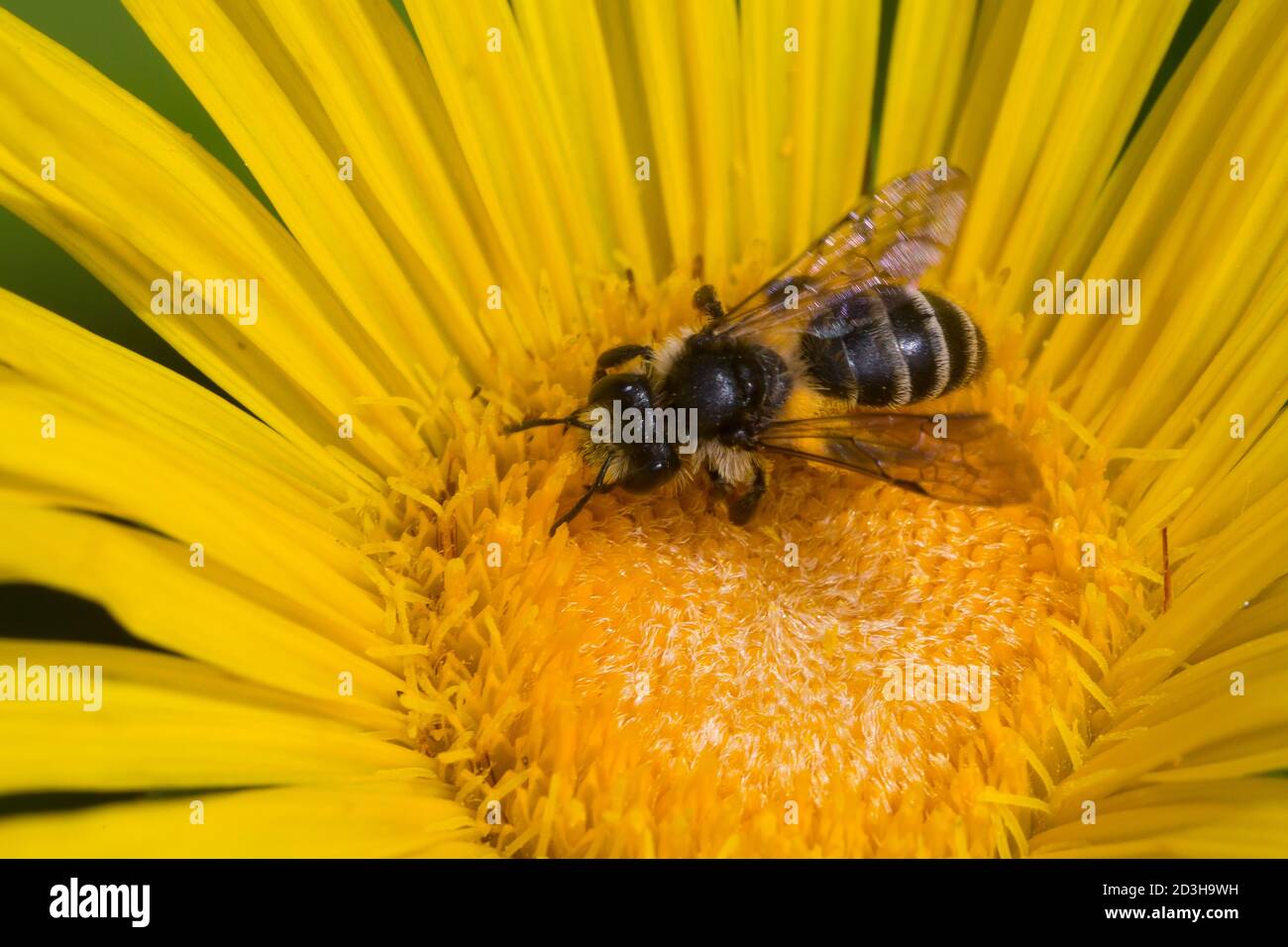 Rainfarn-Herbstsandbiene, Herbstsandbiene, Sandbiene, Weibchen, Andrena ...