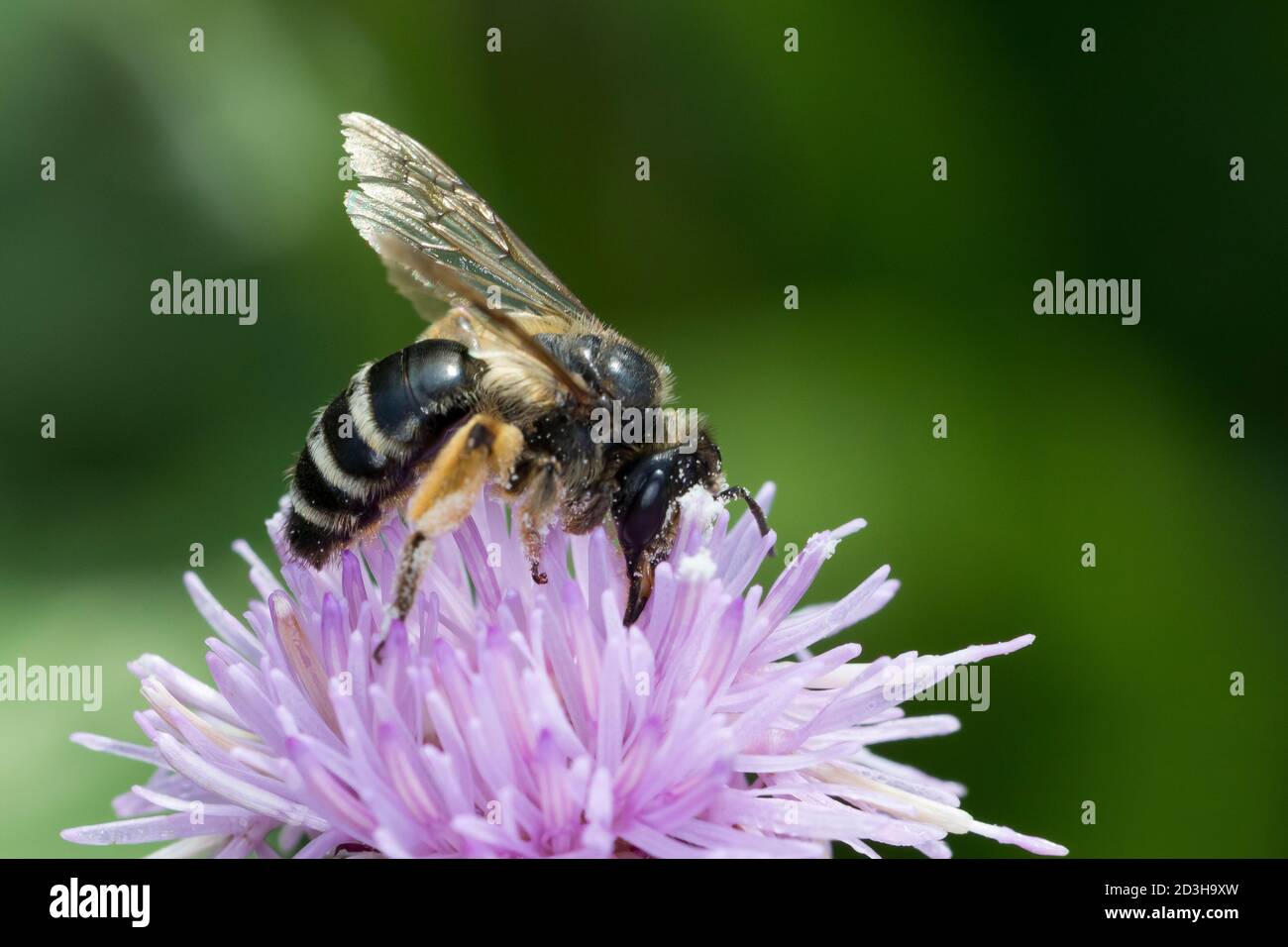 Sandbienen hi-res stock photography and images - Alamy