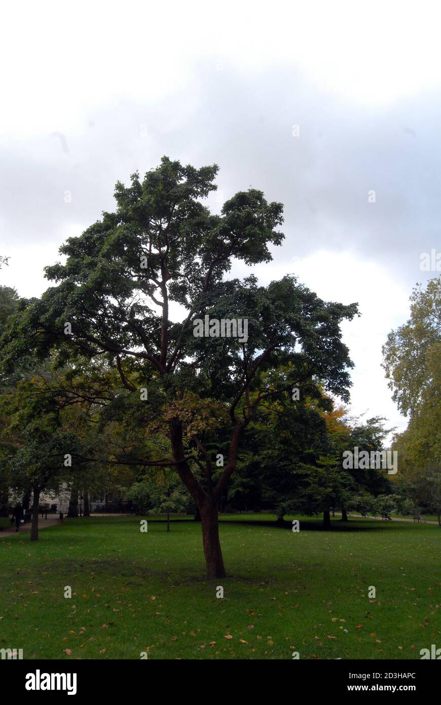 Walking through the Park Stock Photo - Alamy