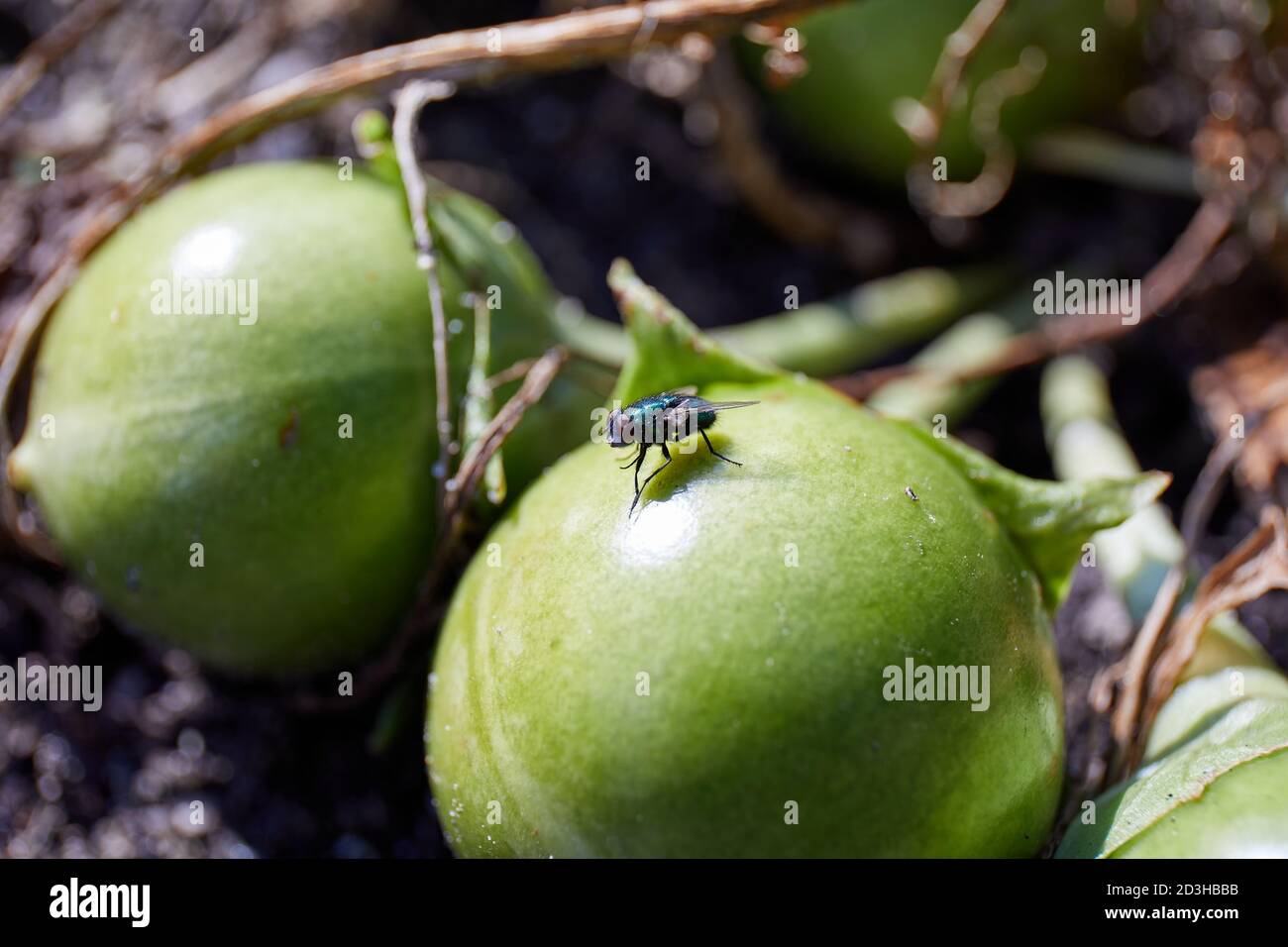 Mandrake berry hi-res stock photography and images - Alamy