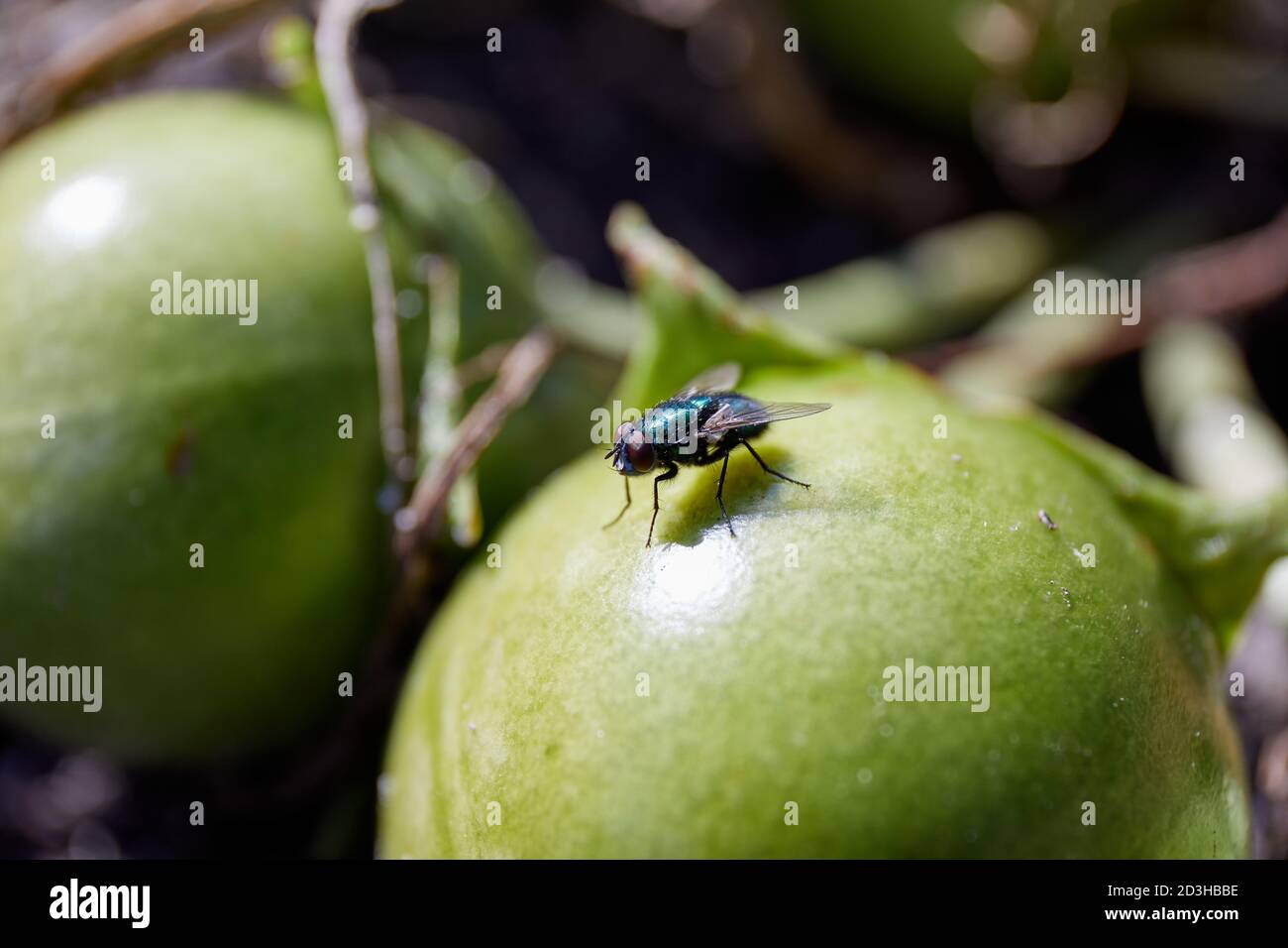 Mandrake fruit hi-res stock photography and images - Alamy