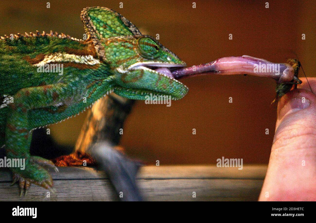 Chameleons colour change hi-res stock photography and images - Alamy