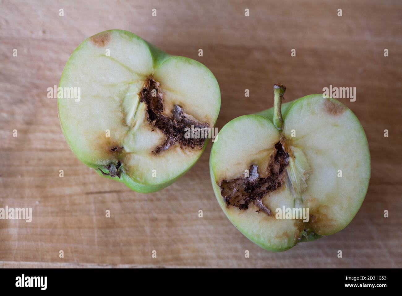 CODLING MOTH Cydia pomonella exilt hole on apple Stock Photo - Alamy