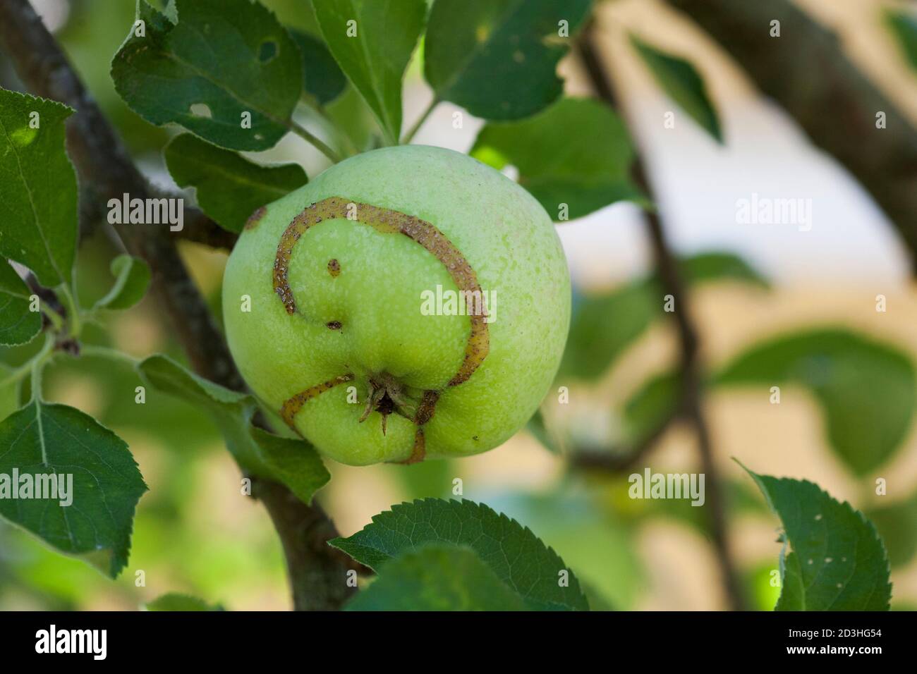 FROST DAMAGE on apple at tree ripe to pick Stock Photo - Alamy